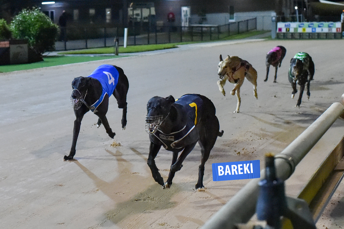 Bareki chasing eight straight!