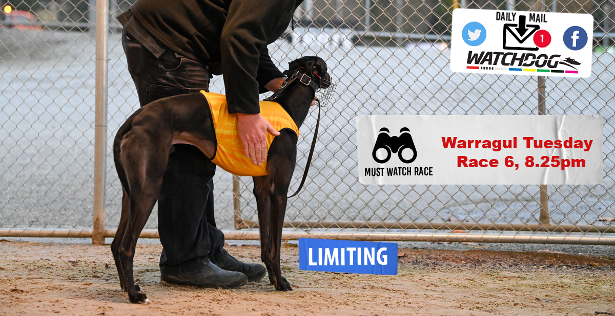 The Watchdog's Daily Mail