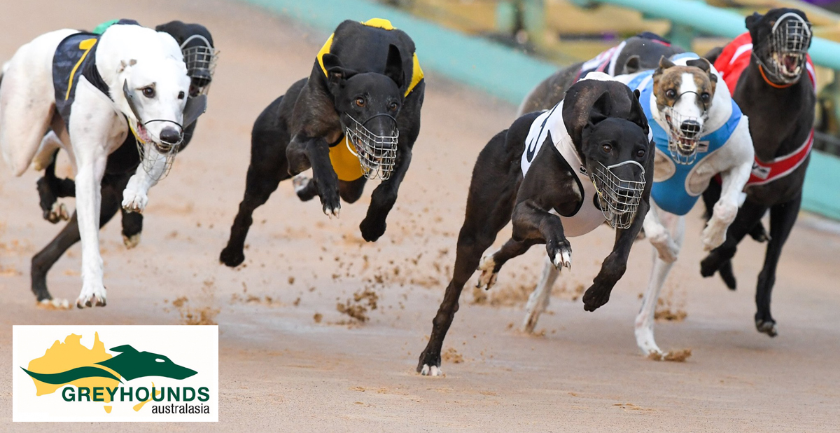 Attention participants: Greyhounds Australasia want to hear from you!