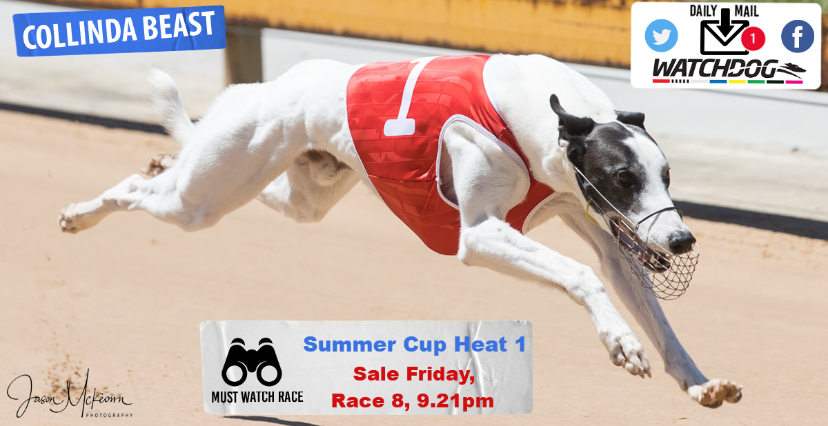 The Watchdog's Daily Mail