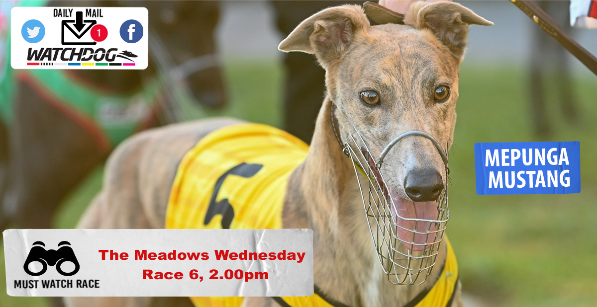 The Watchdog's Daily Mail