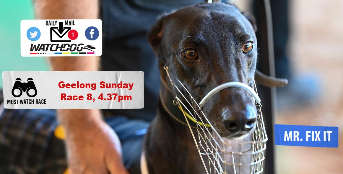 The Watchdog's Daily Mail