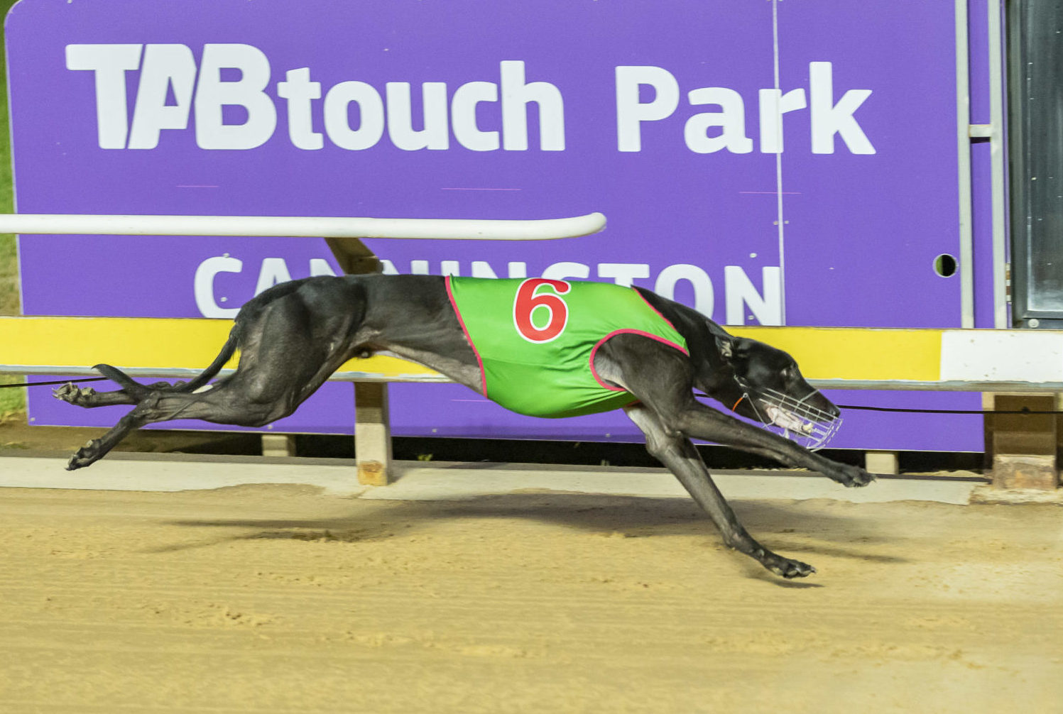 Paddy chasing Perth Cup ‘pats’