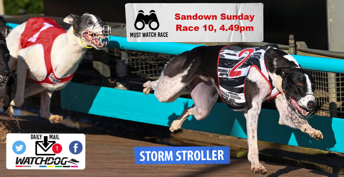 The Watchdog's Daily Mail