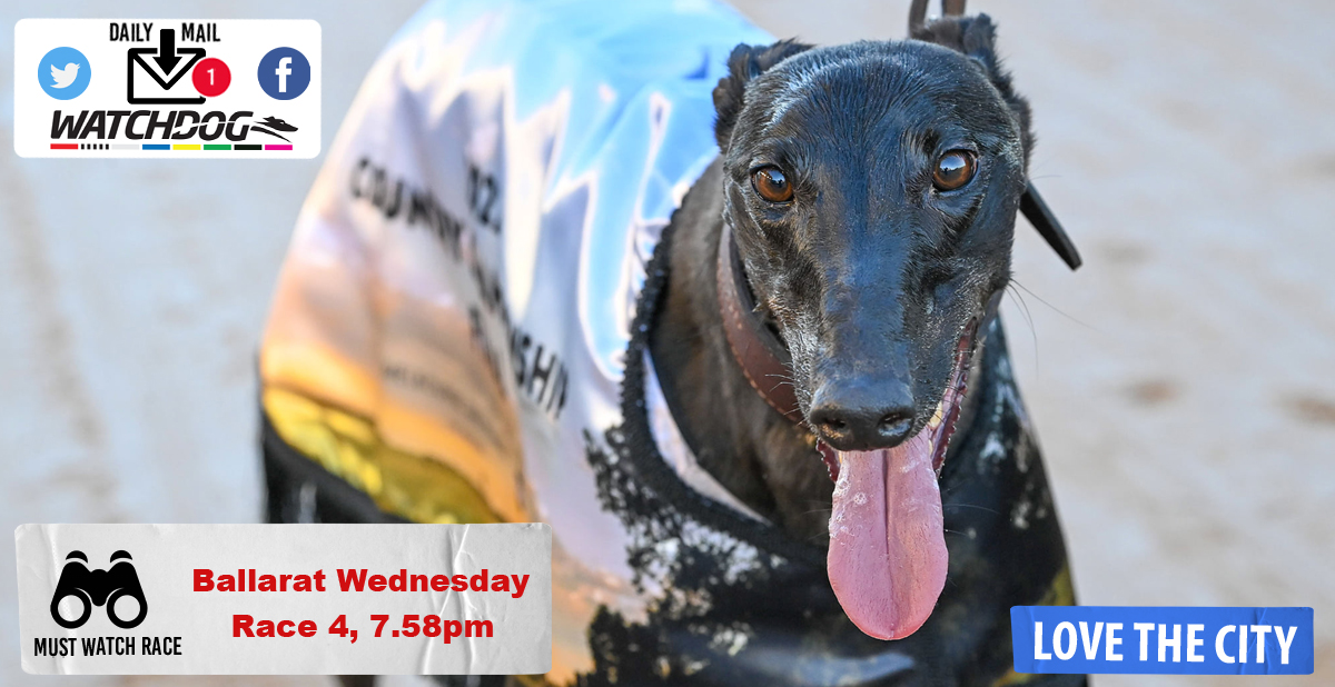 The Watchdog's Daily Mail