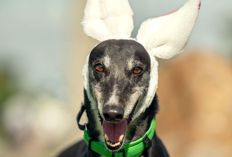 Happy Easter