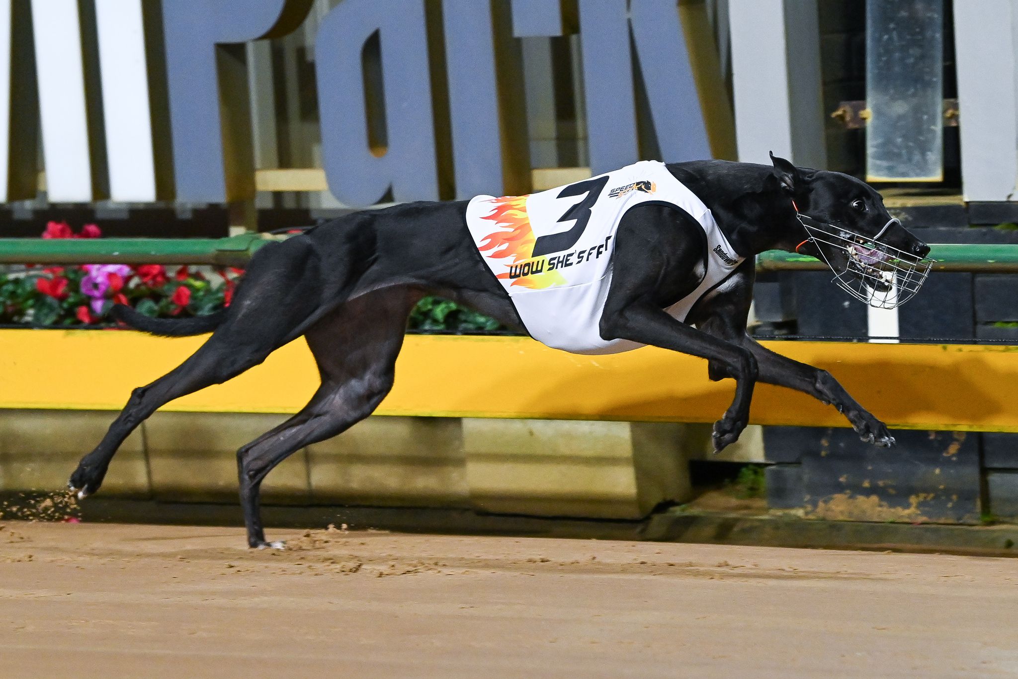 Million-dollar girl proves too fast in Speed Star