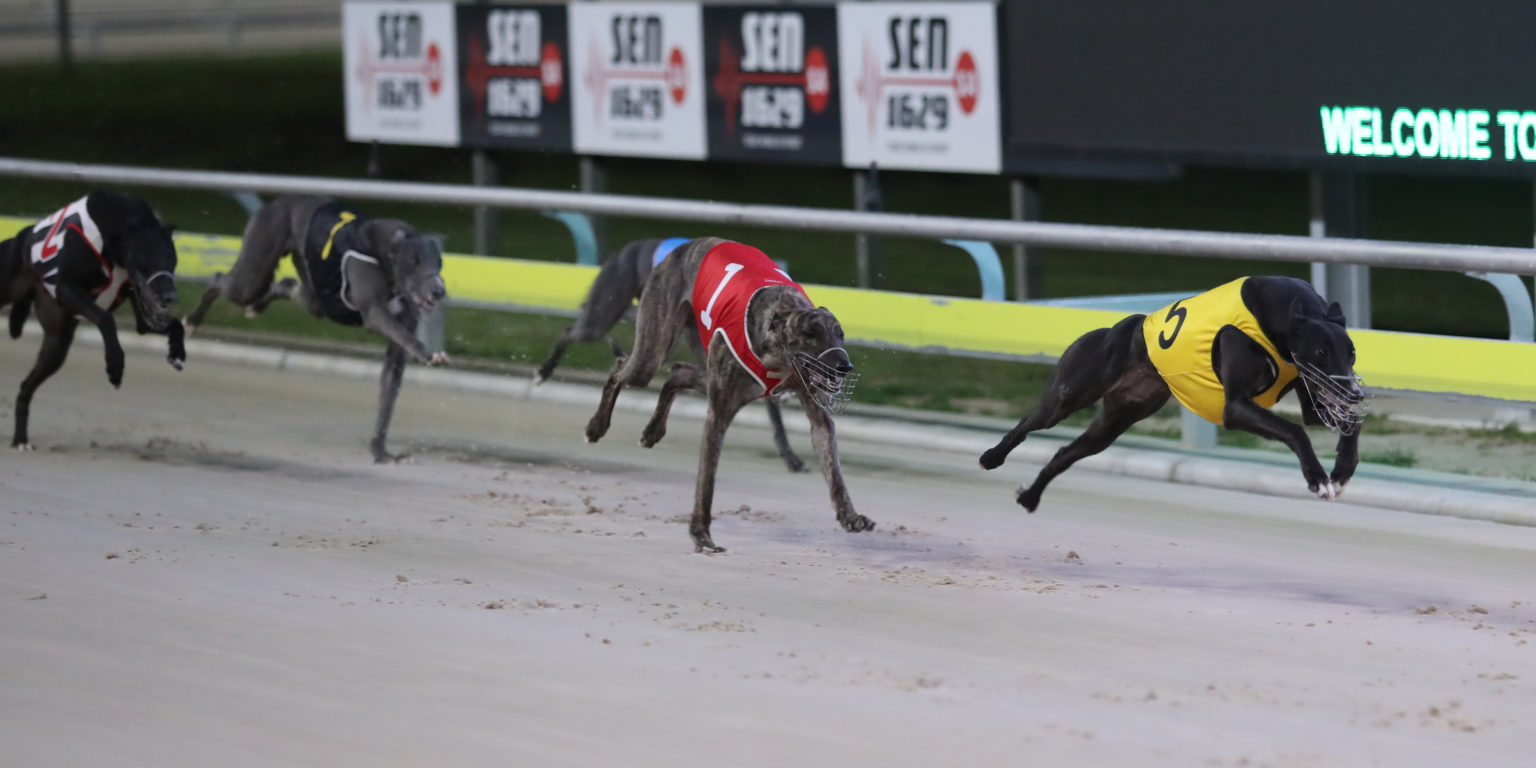 Emily’s Champion Puppy celebration – BOAY Racing News