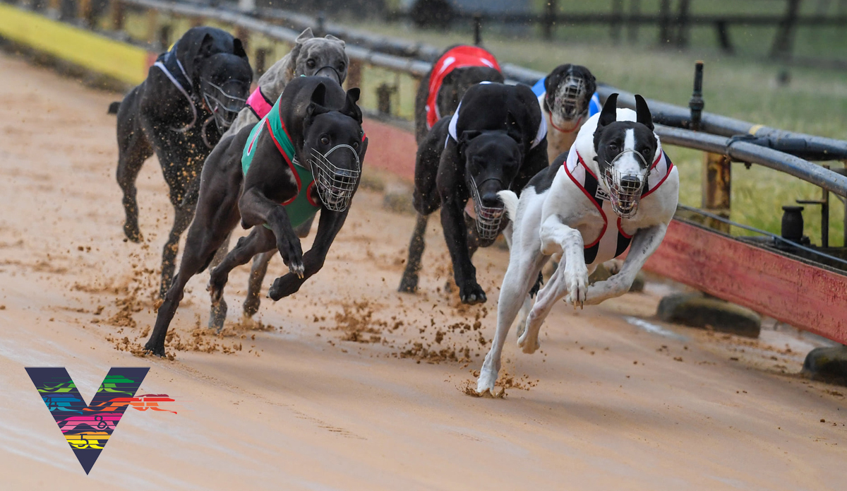 What Is The Prize Money In Greyhound Racing
