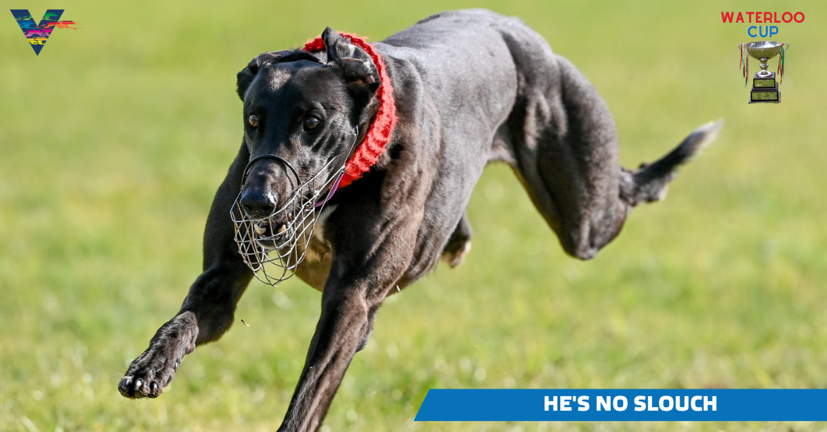 He's No Slouch – wow he’s fast!