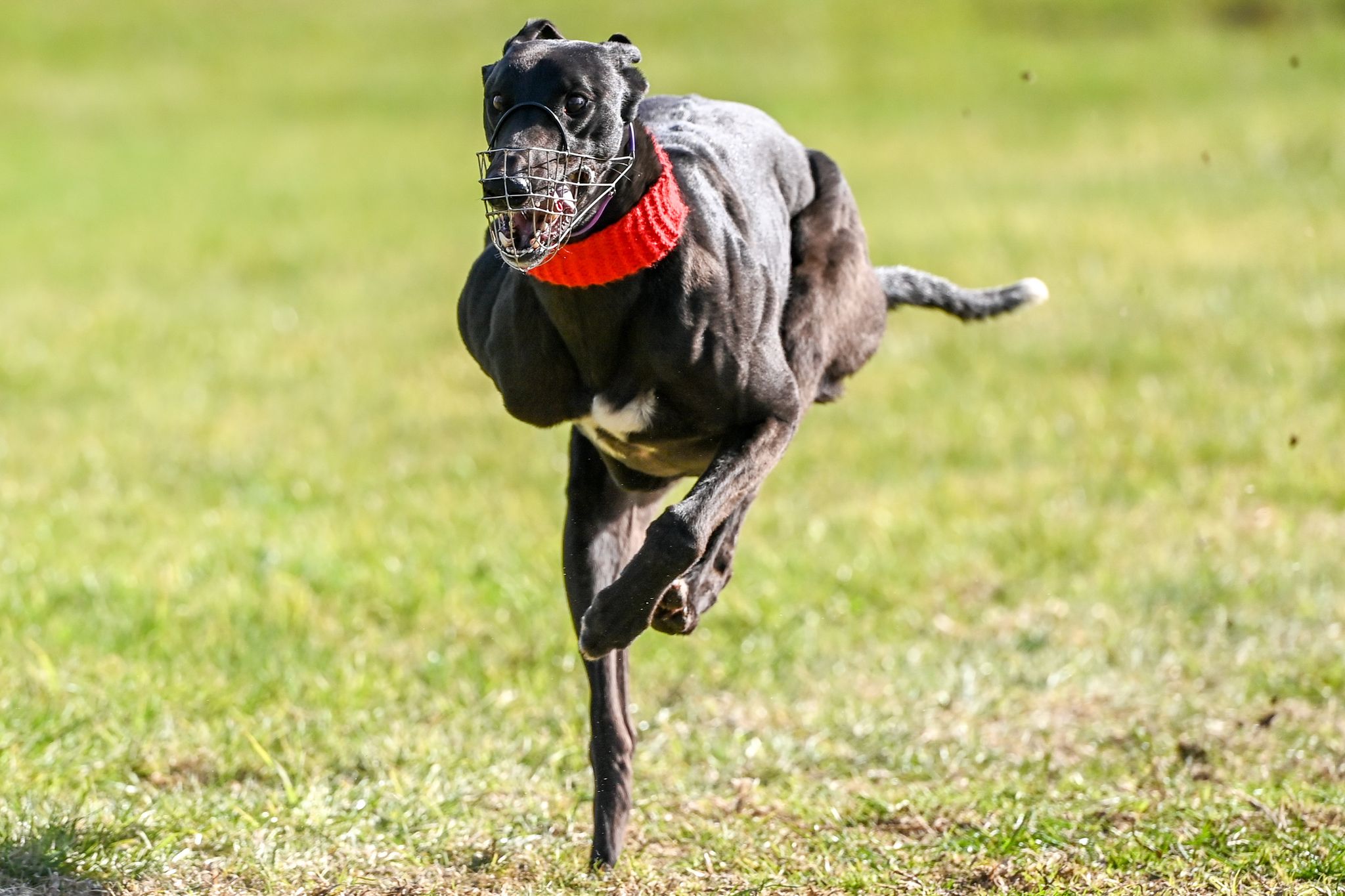He's No Slouch – wow he’s fast!