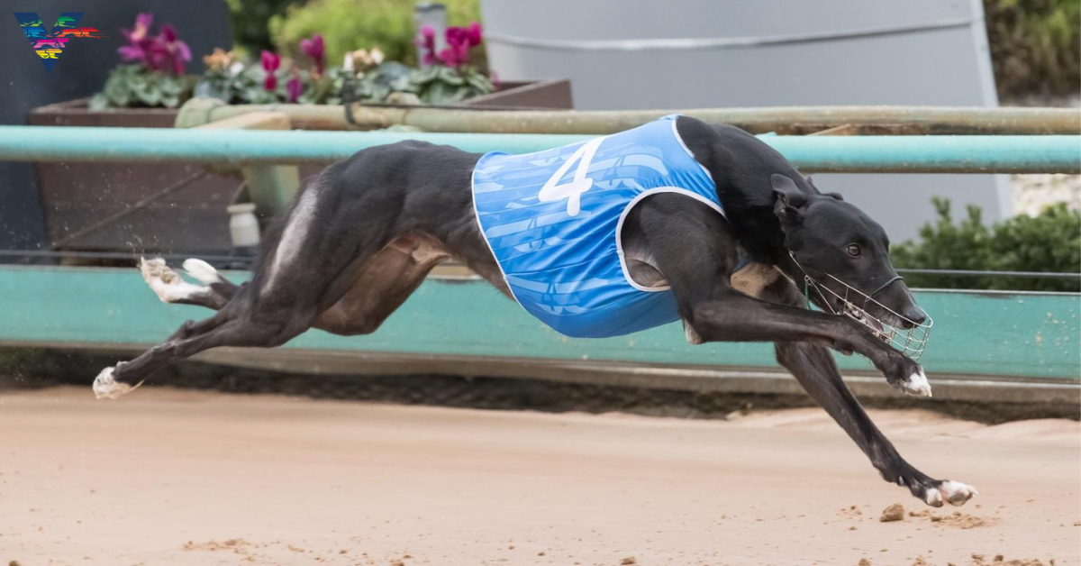 ‘Pink Panther’ to pounce in Enduro – BOAY Racing News