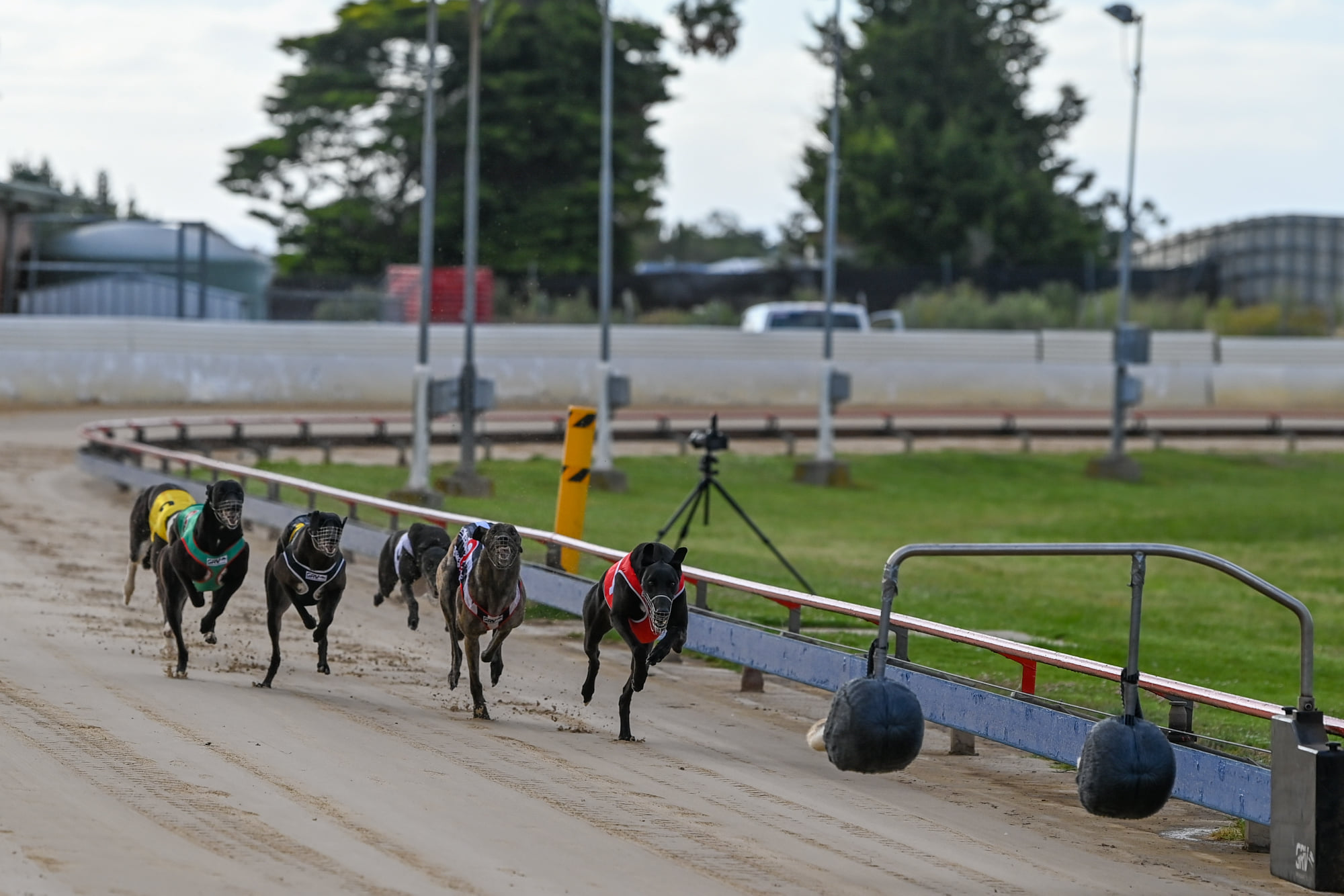 SALE GREYHOUND RACING CLUB UPDATE