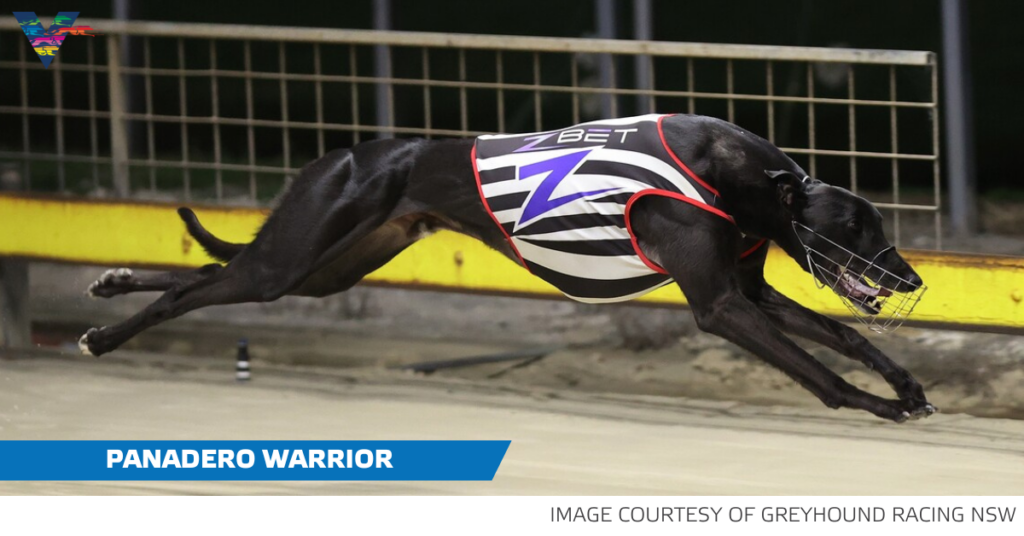 Bulli box ‘Gold’ for Panadero