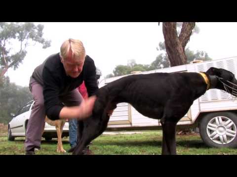 Greyhound coursing tips: Welfare issues and how to avoid them | GRV