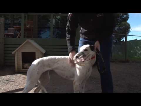 Greyhound Adoption Program: How pre-entry assessment tests work | GRV
