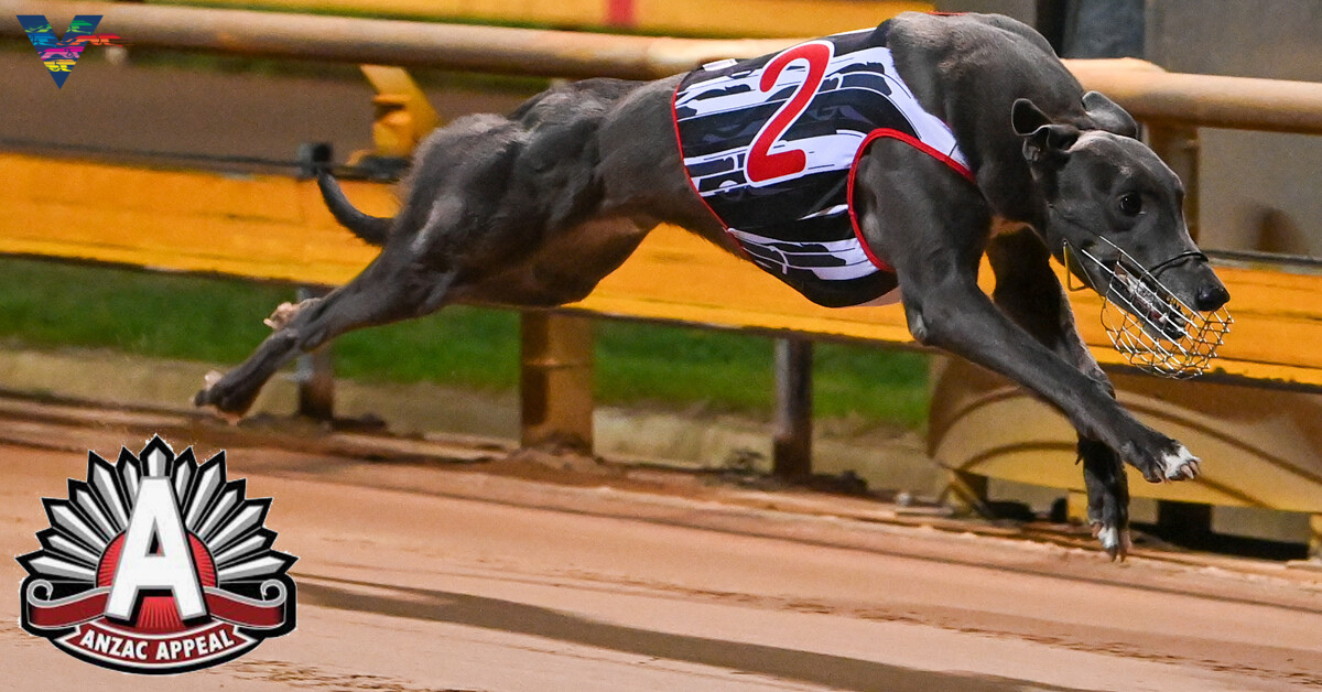 Victorian greyhounds raise $600 for the ANZAC Appeal