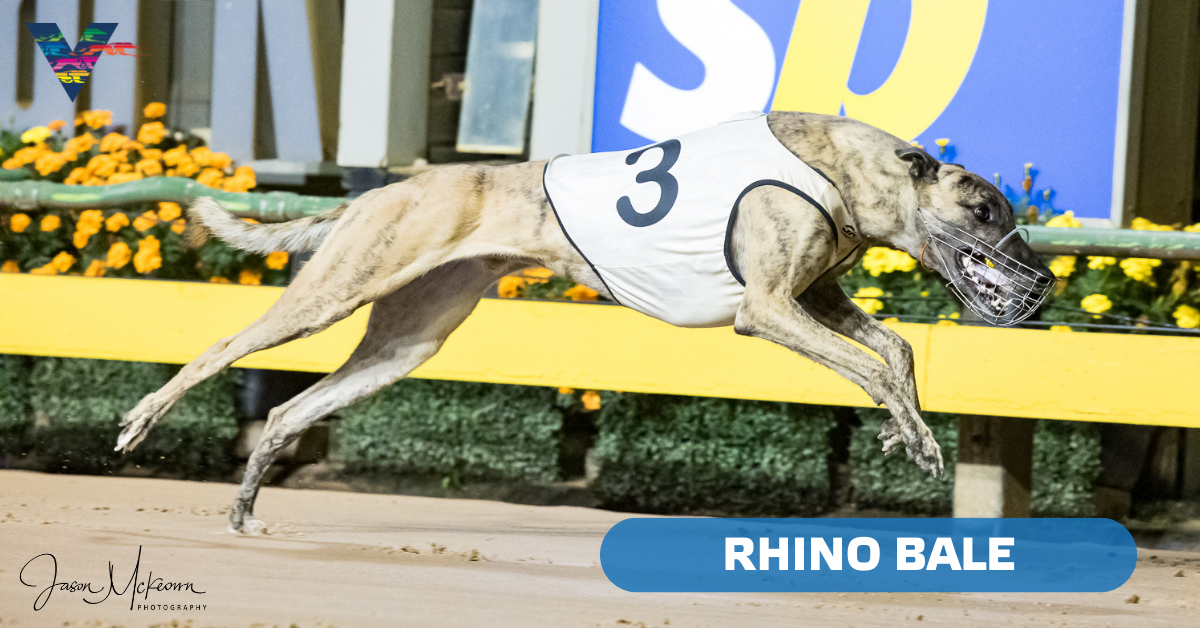 Raging ‘Rhino’ | GRV