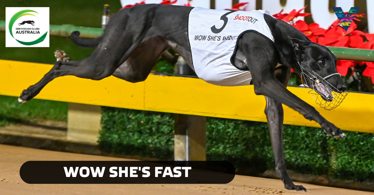 Wow She’s Fast named Australian Greyhound of the Year | GRV