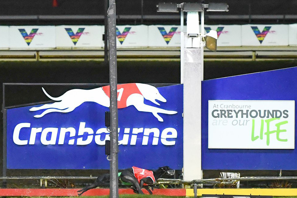 Return to greyhound racing at Cranbourne well in sight
