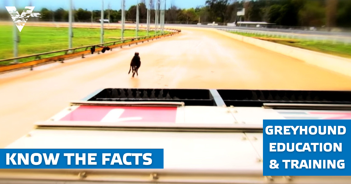 GRV - Know The Facts - Greyhound Education and Training