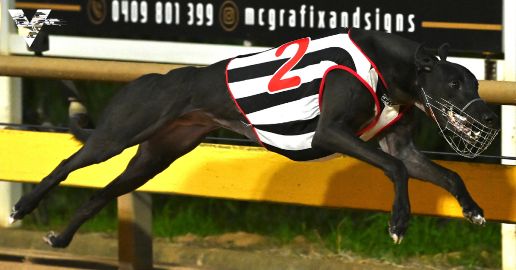 Tim Zoo delivers Warragul Cup KO! Tim Zoo delivers Warragul Cup KO!