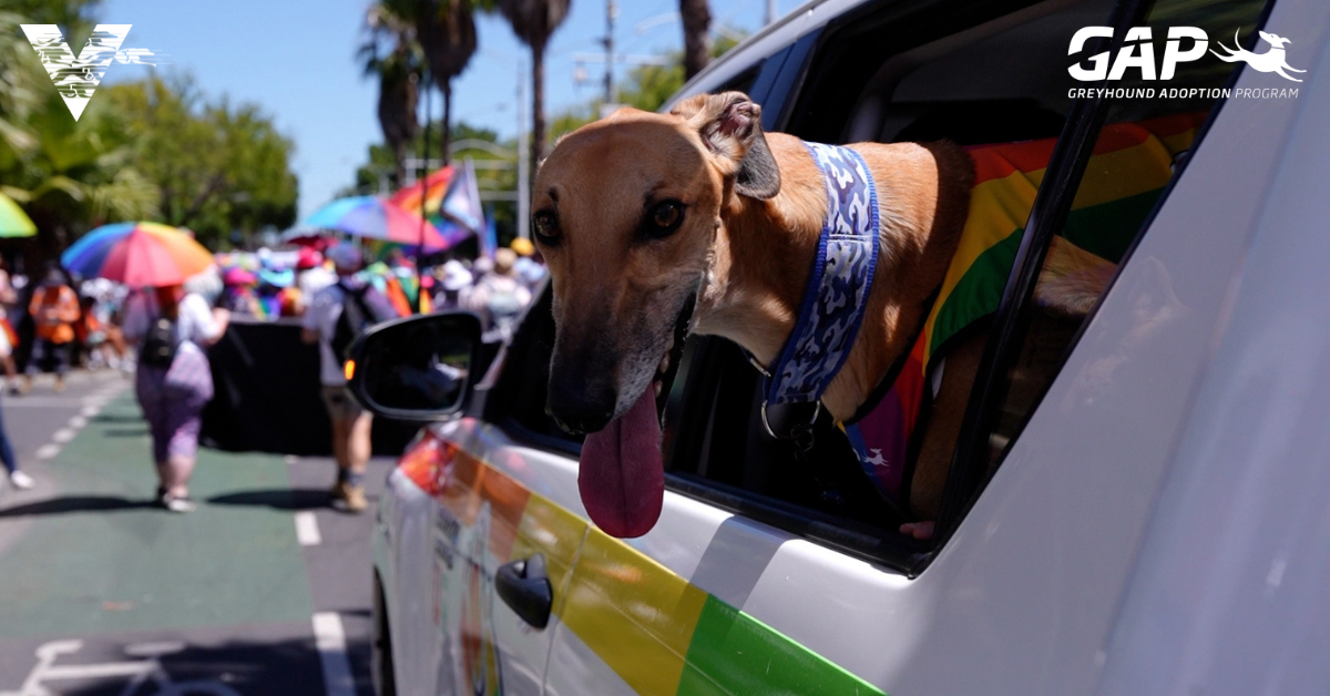 Greyhounds a hit at Midsumma Pride March