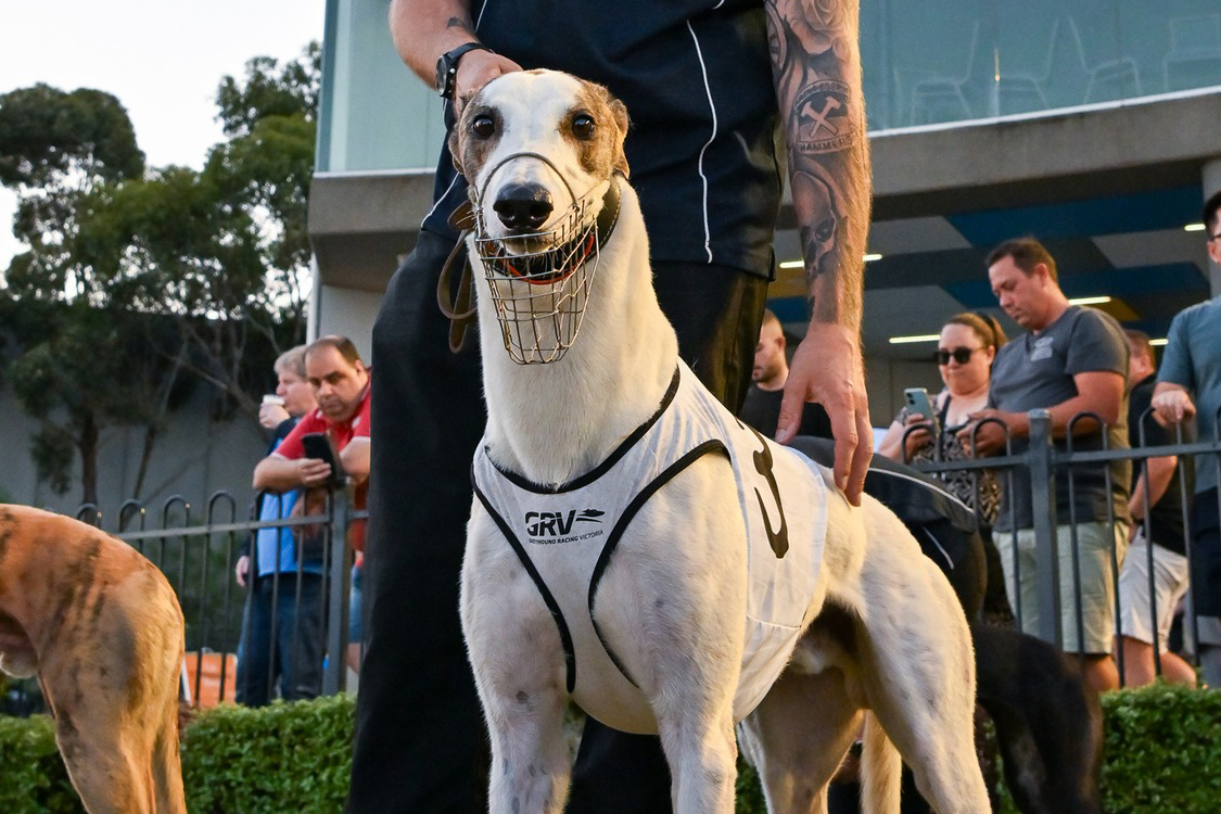 Mepunga Reward on Return