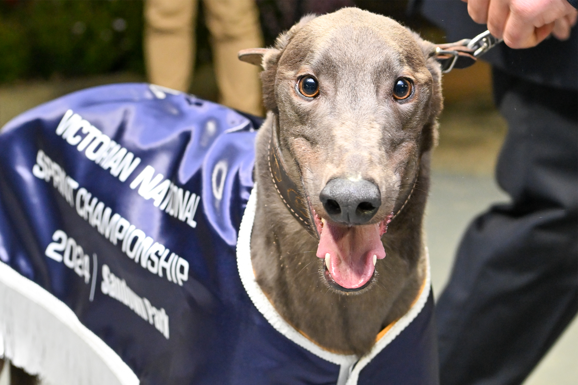 Cranbourne Cup heats the perfect Dream Chasers entrée