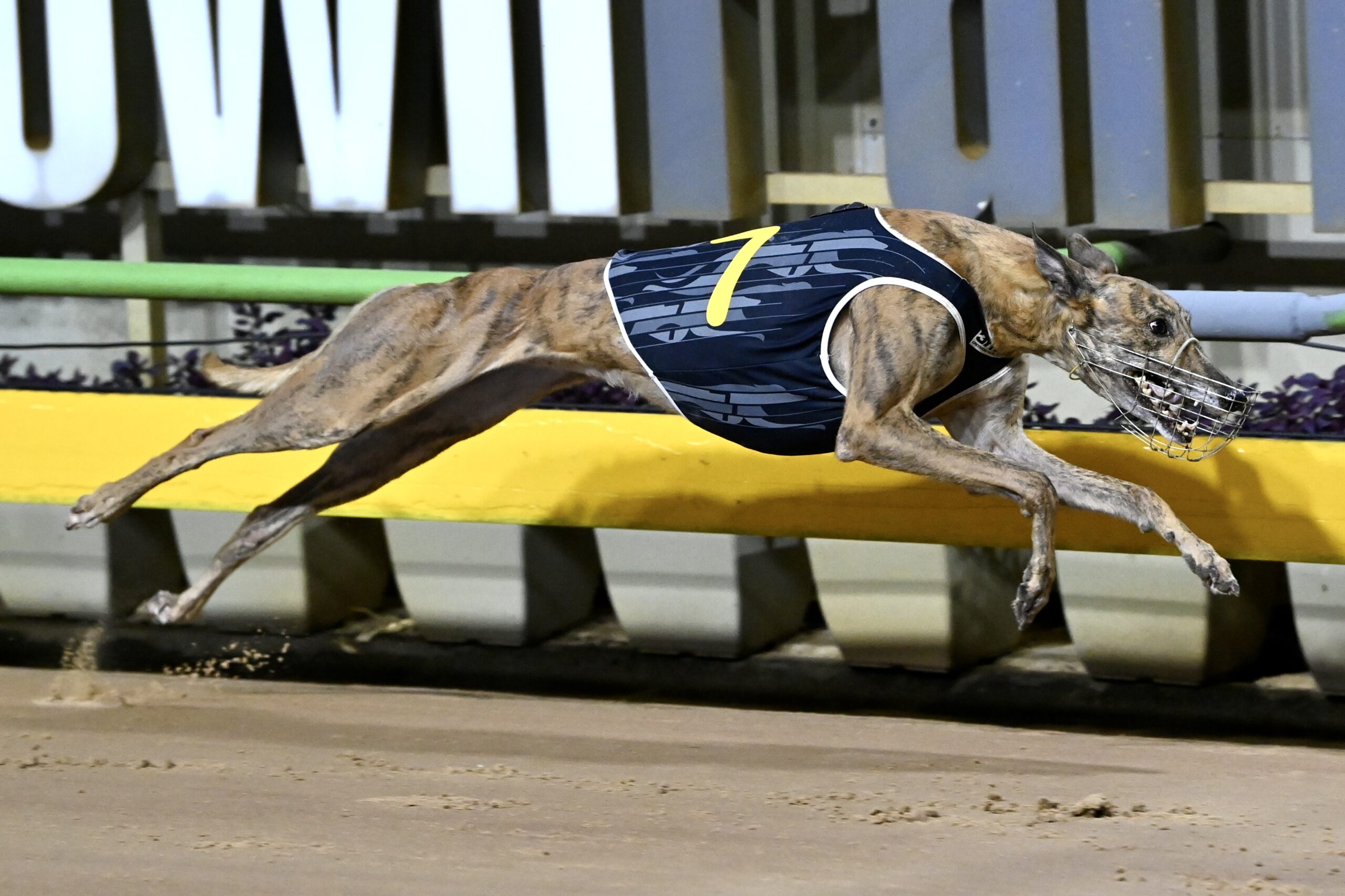 Lady Wilson takes time honours in Sandown Cup heats