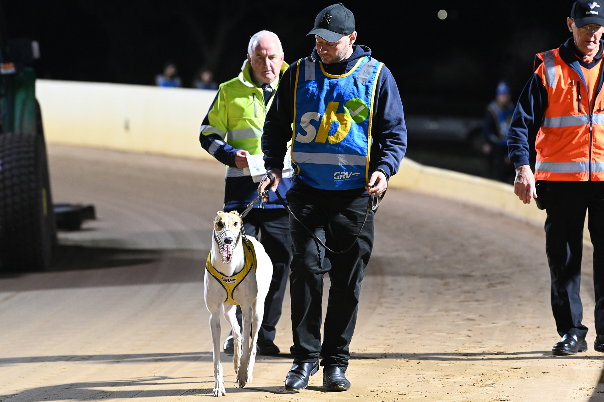 Mepunga Flyer at The Bool in preparation for Maturity