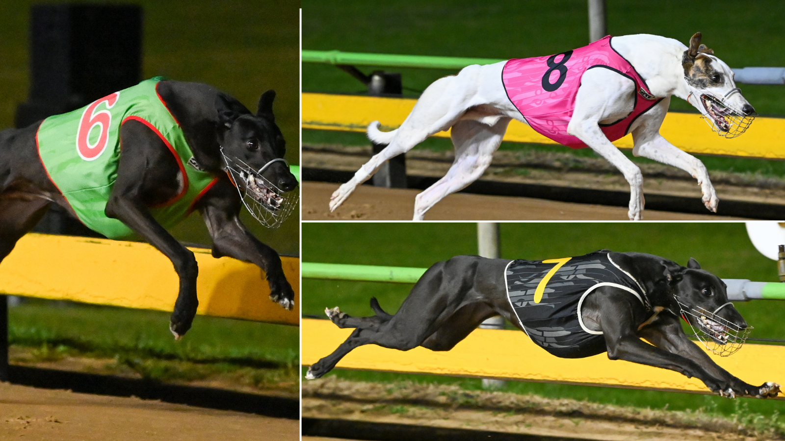 Tim Zoo leads VIC Charge