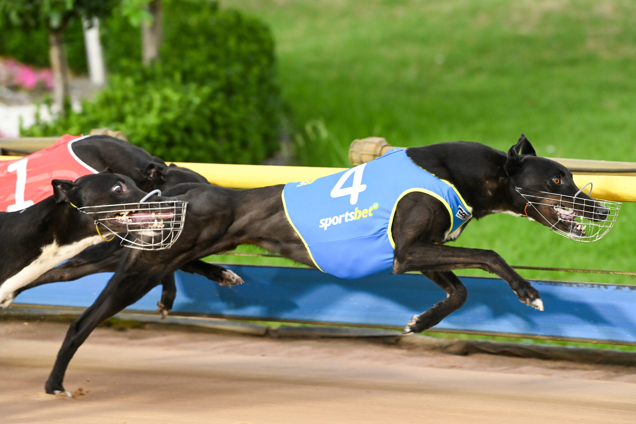 Victorian greyhound racing industry pays tribute to police officers ...
