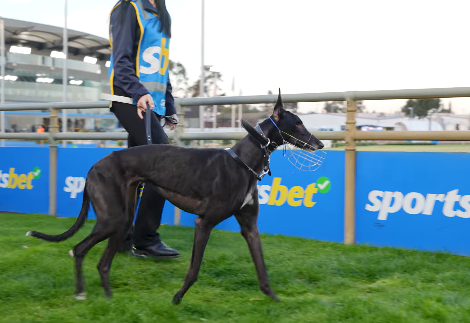 Firethorn scratched from Topgun Stayers | Dream Chasers Festival News