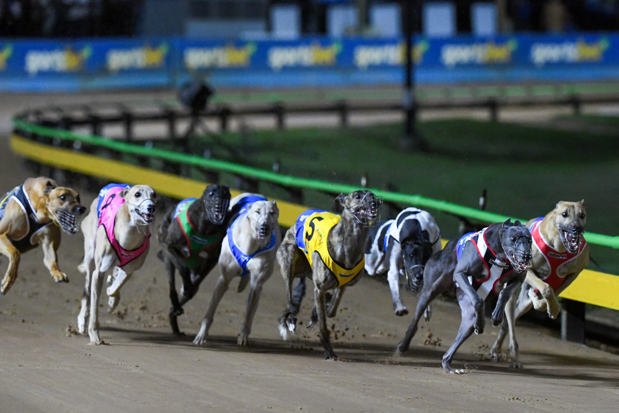 Legislation introduced to modernise governance of Victorian greyhound ...