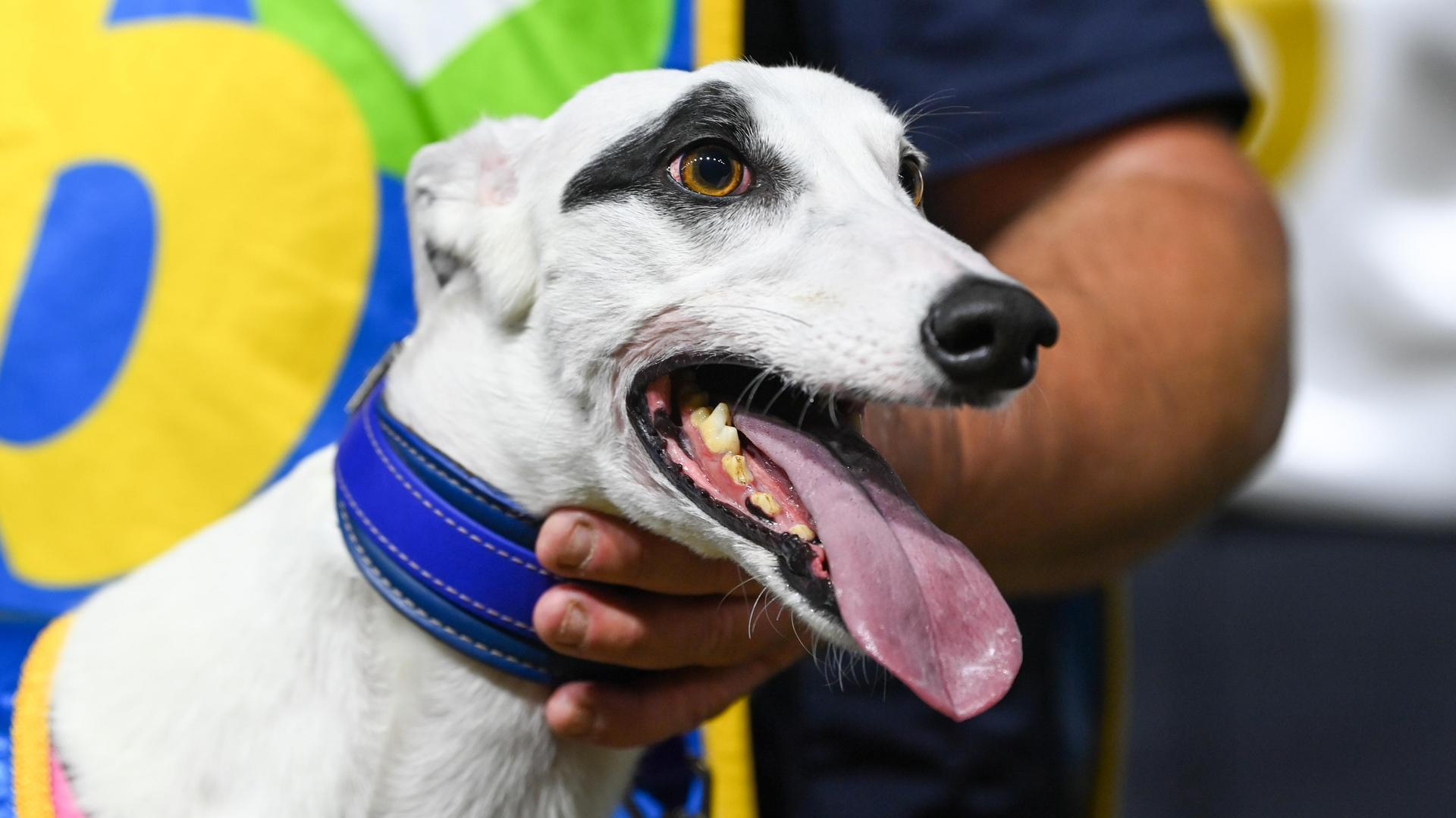 Australia's best stayer hones in on Sale Cup heats