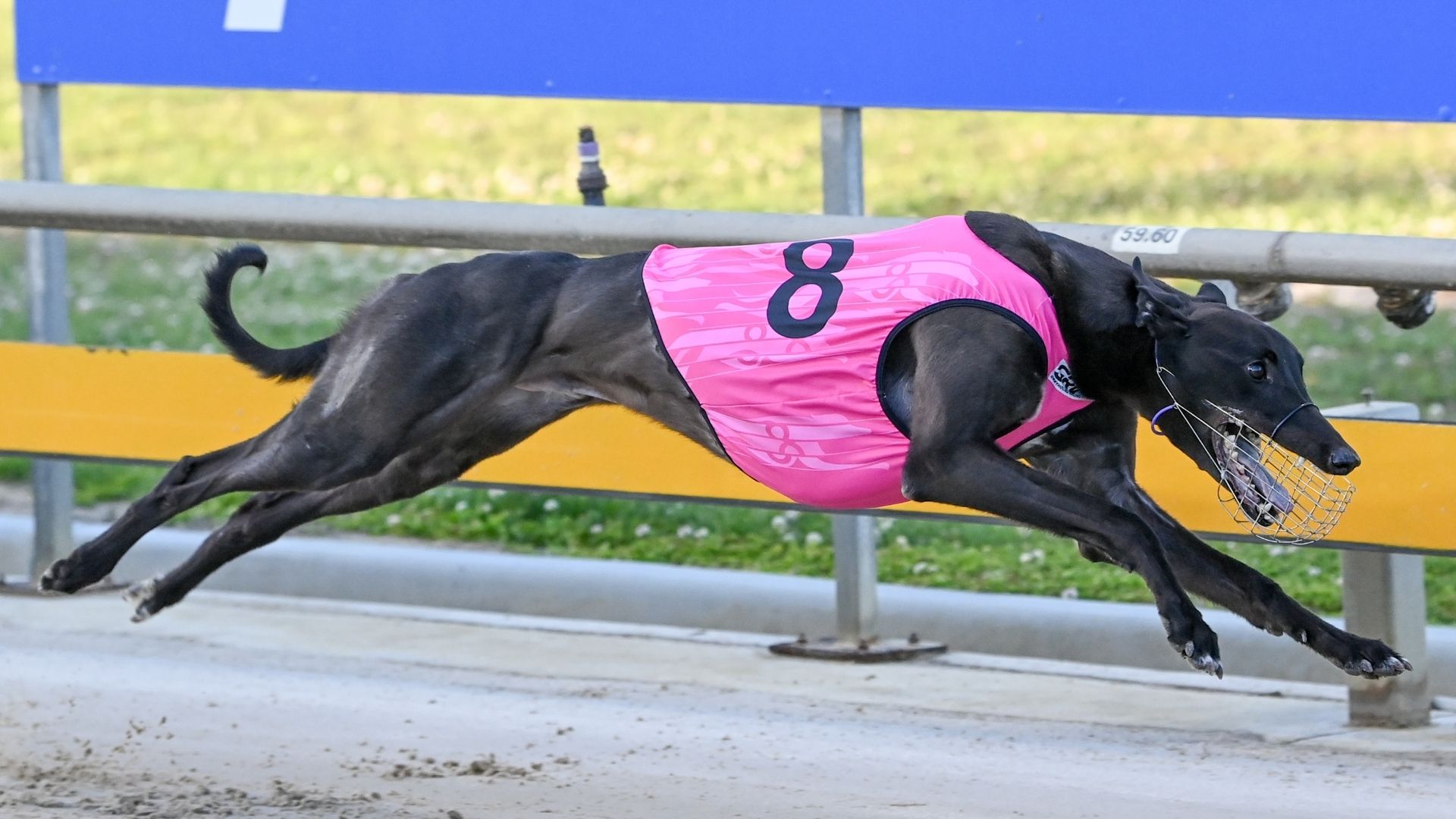 Cassar’s Caco Magic ready to light up Sale Cup