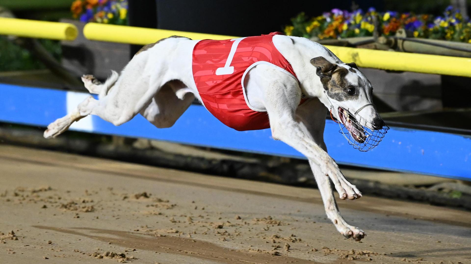 Reward returns in key Australian Cup lead-Up