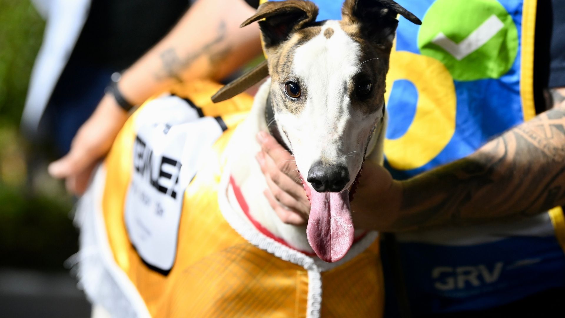 Mepunga Reward Wins Group 1 Sportsbet Temlee | GRV